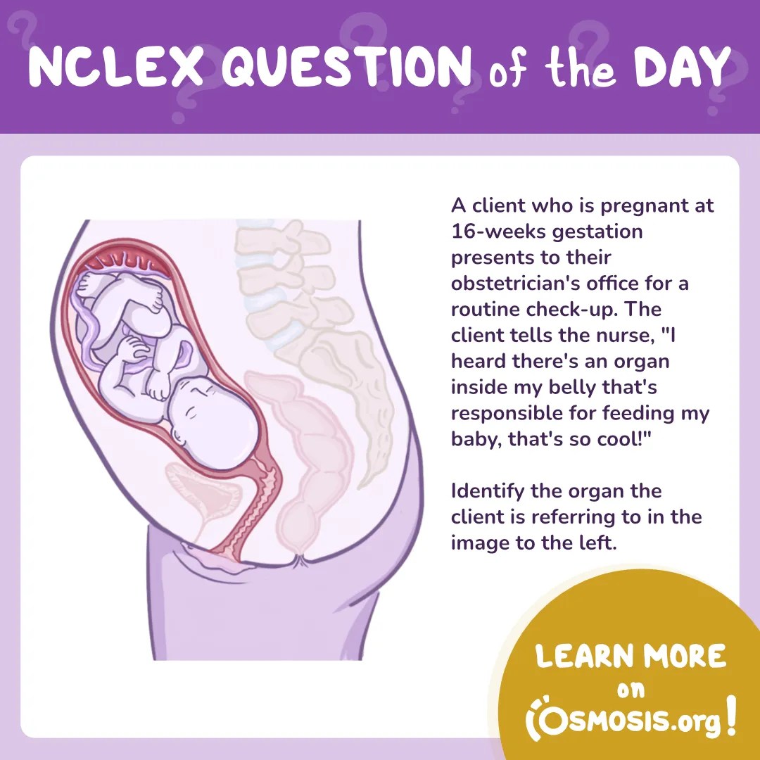 NCLEX® QOTD: Gestational organ - Osmosis Blog